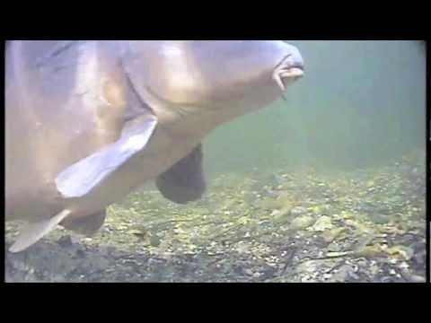 Korda State of the Art Underwater Carp Fishing - Part 5 - Trailer