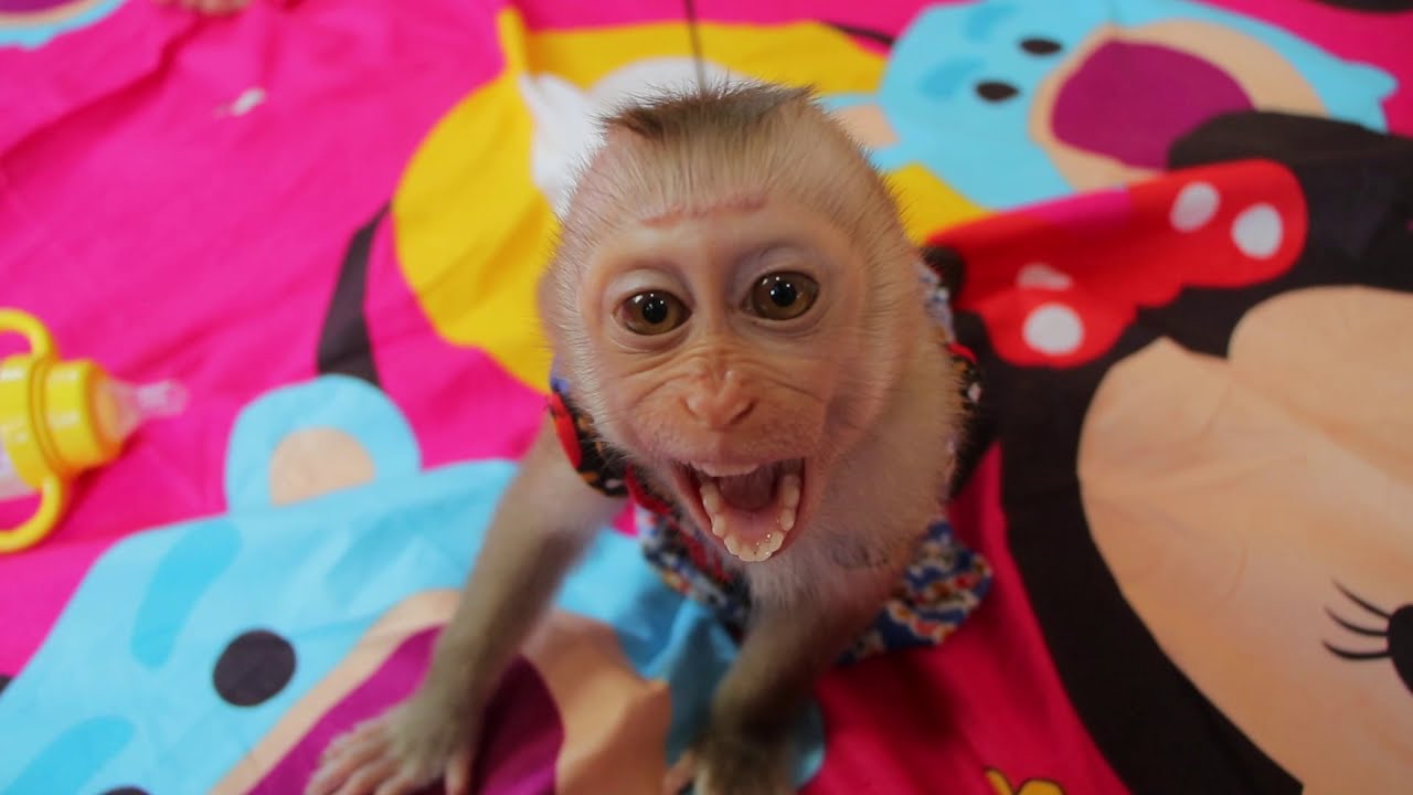 Ep5, So Cute and Funny Family Monkey Baby ABBy & Yury Happy Playing ...