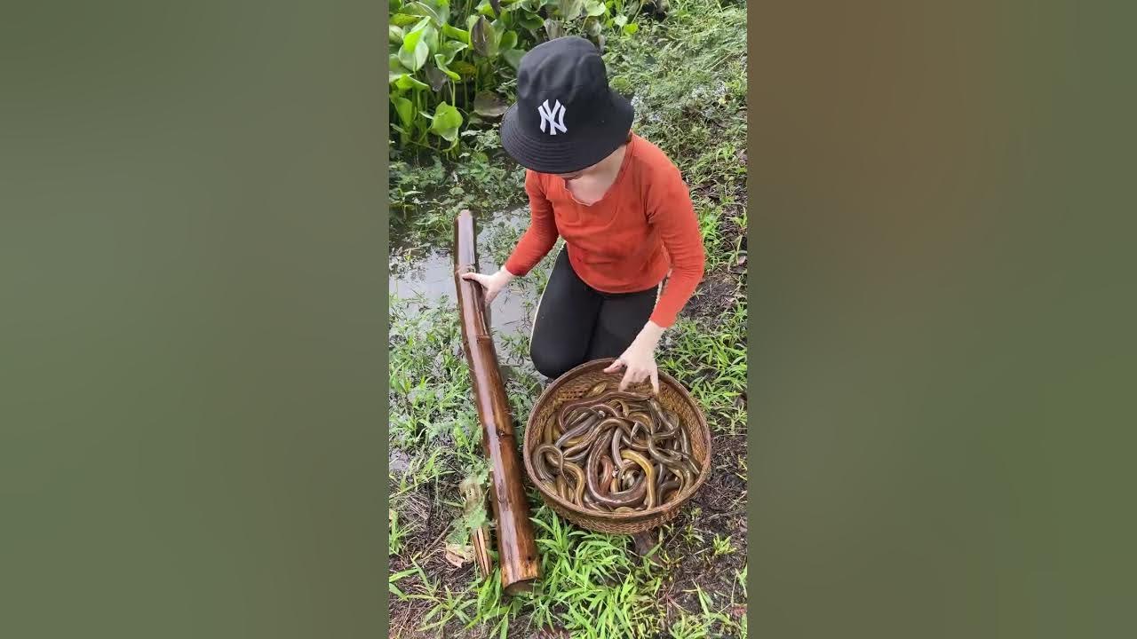 Survival eel trapping skills to catch a lot of big eel fish - YouTube