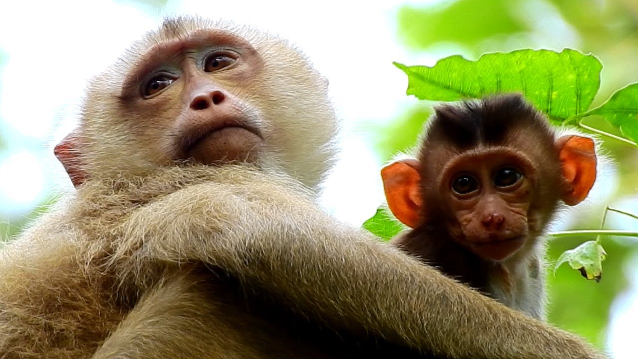 OOH! So Gorgeous Both Mother Rose and Rex! So Cute Adorable Baby Monkey ...