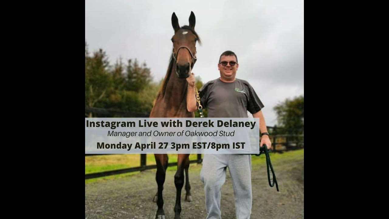 Instagram LIVE with Derek Delaney, manager of Oakwood Stud Ireland - YouTube
