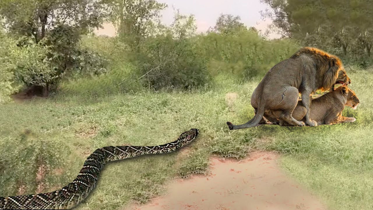 Lions Are Subjective In Their Territory, They Are Ambushed By Giant Pythons And What Happened ...