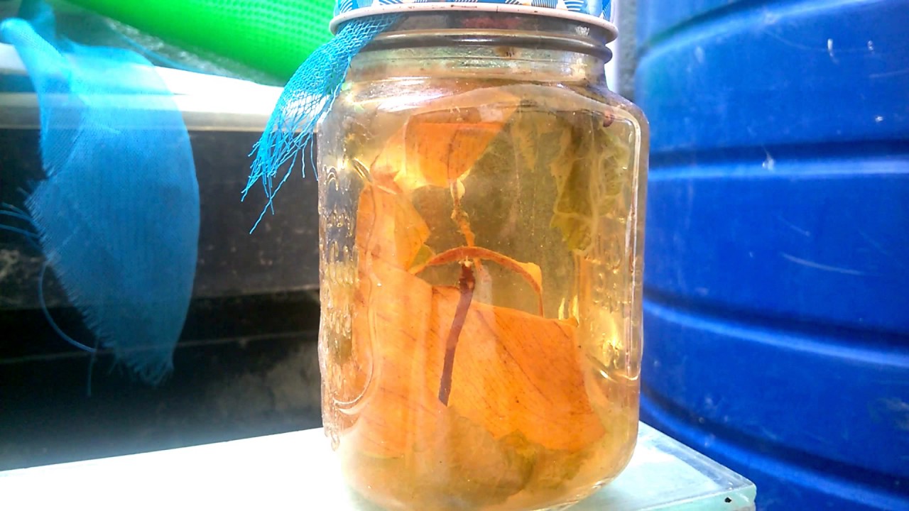 How to culture Paramecium to feed to your fry - YouTube