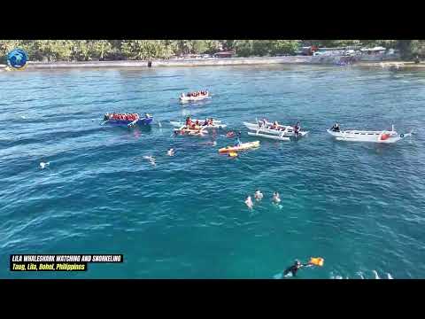 March 31, 2024 - Taug Lila Whale Shark Watching and Snorkeling - YouTube