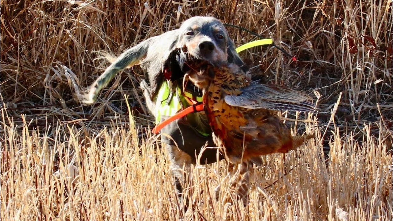 Beirl’s English setters South Dakota Bird Hunting Thanksgiving 2023 # ...