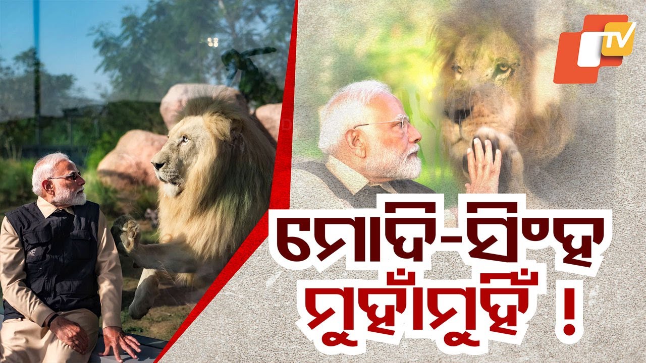 PM Modi’s Thrilling Lion Encounter at Gujarat’s Vanatara Wildlife ...