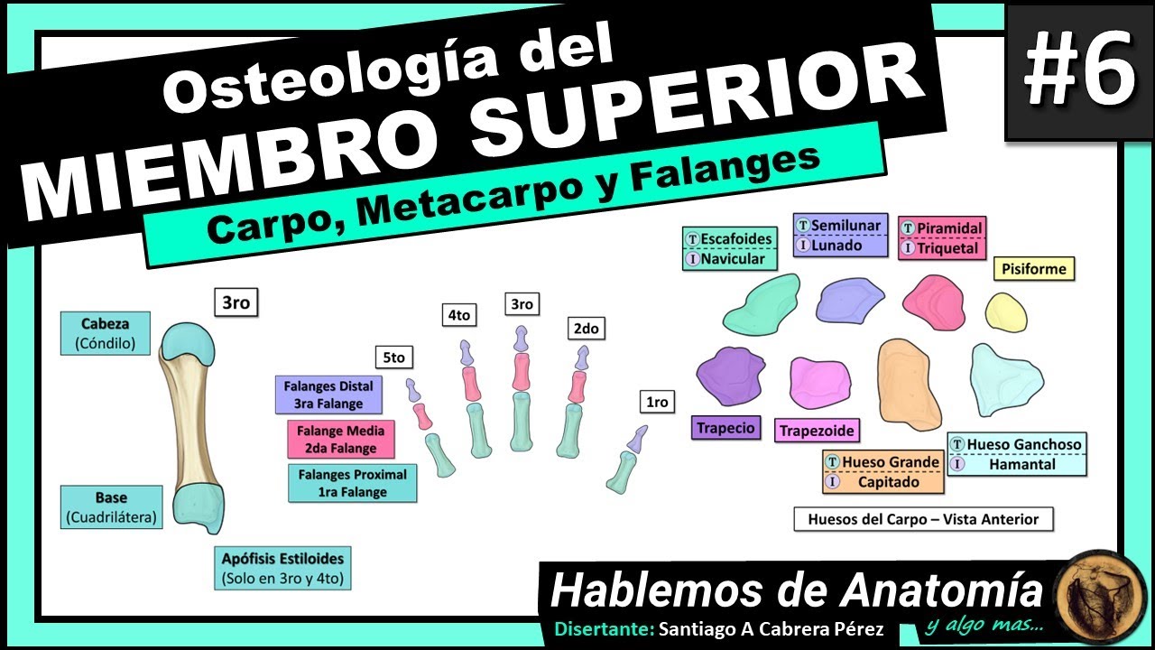 🔴👉 OSTEOLOGIA DEL MIEMBRO SUPERIOR #6 🟩 CARPO, METACARPO Y FALANGES 🟪 ...