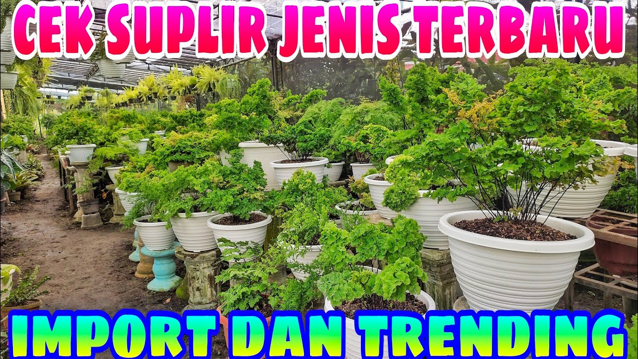 suplir jenis terbaru, suplir import, suplir yang sedang trending ...