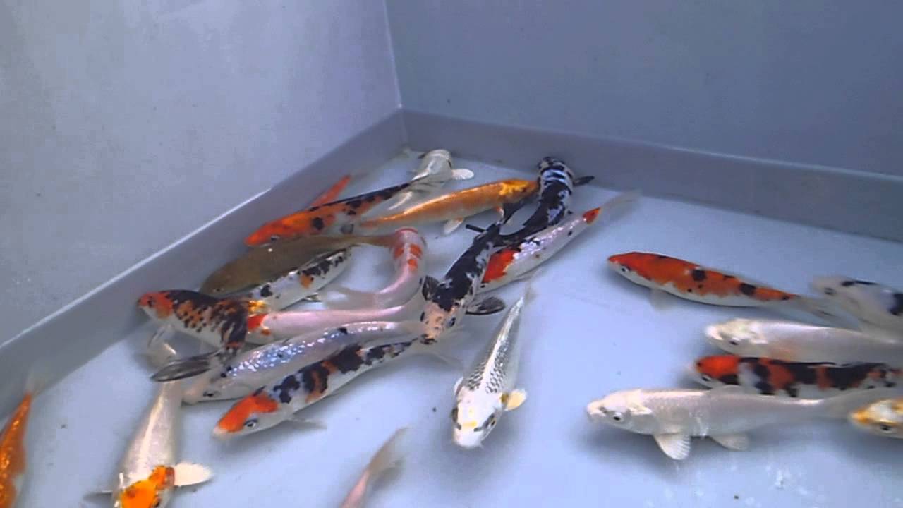 5-6" Koi - The Carp Co. - YouTube