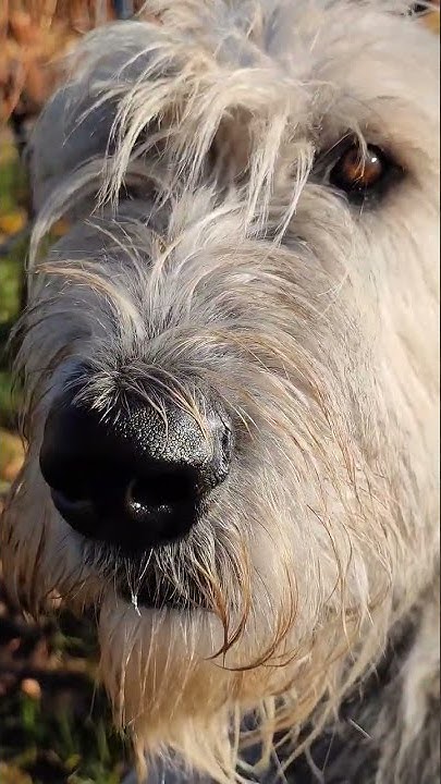 Irish Wolfhound - YouTube