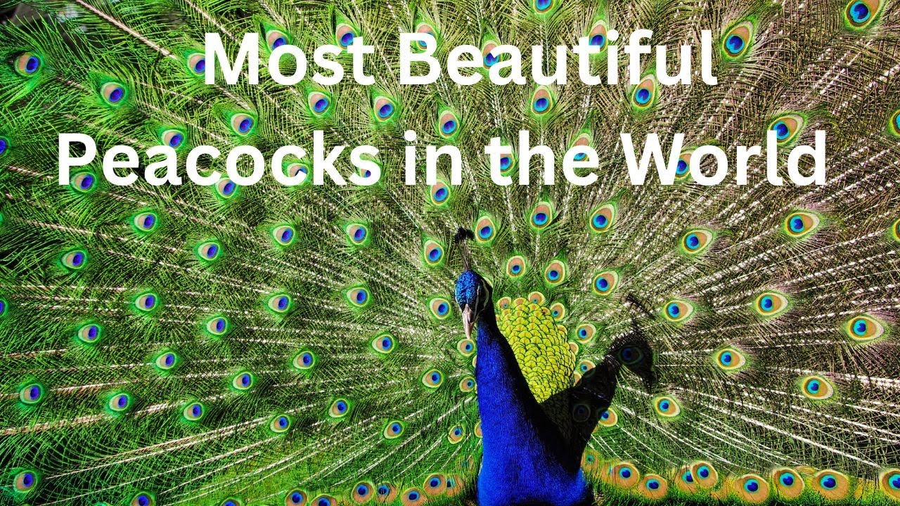 Most Beautiful Peacocks in the World Peacock calls & peacock sounds ...