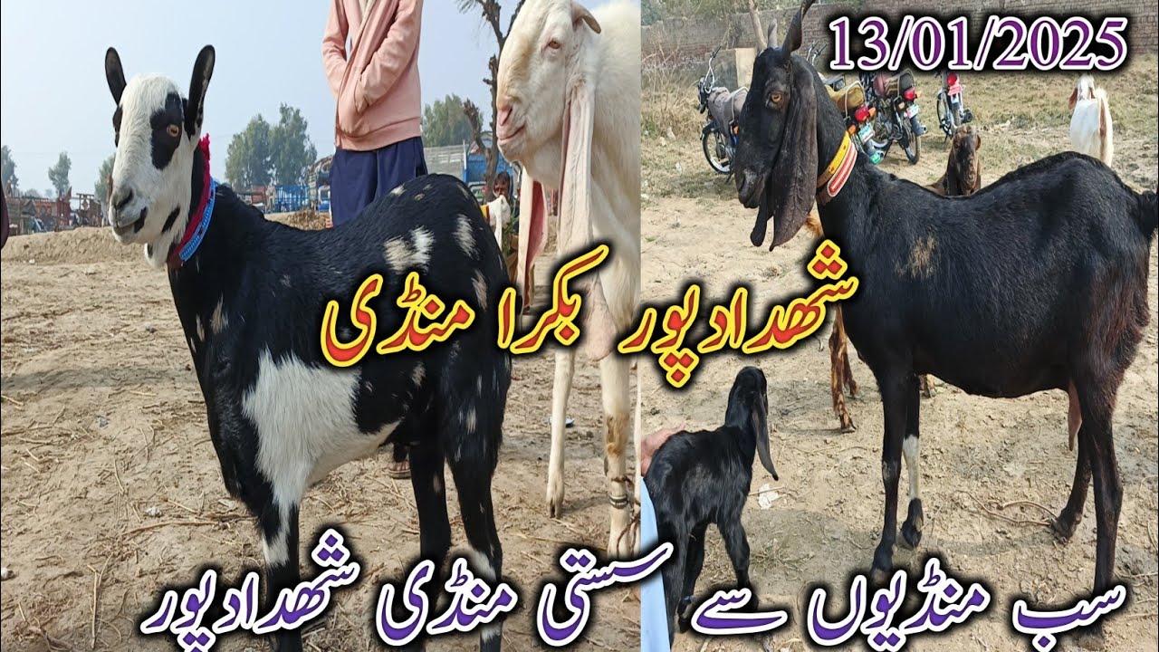 Shahdadpur bakra Mandi | Today update | Mix goat | date 13/01/2025 ...