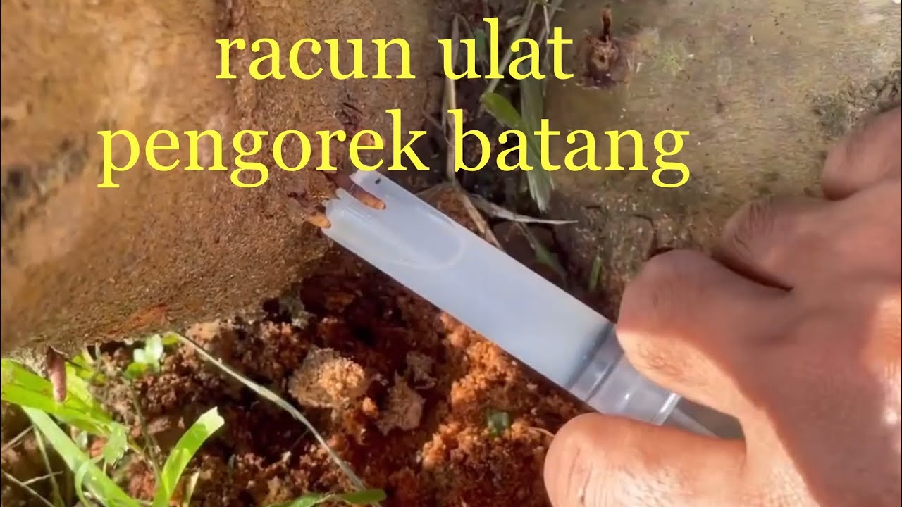 cara kesan ulat pengorek batang dan proses meracun. - YouTube