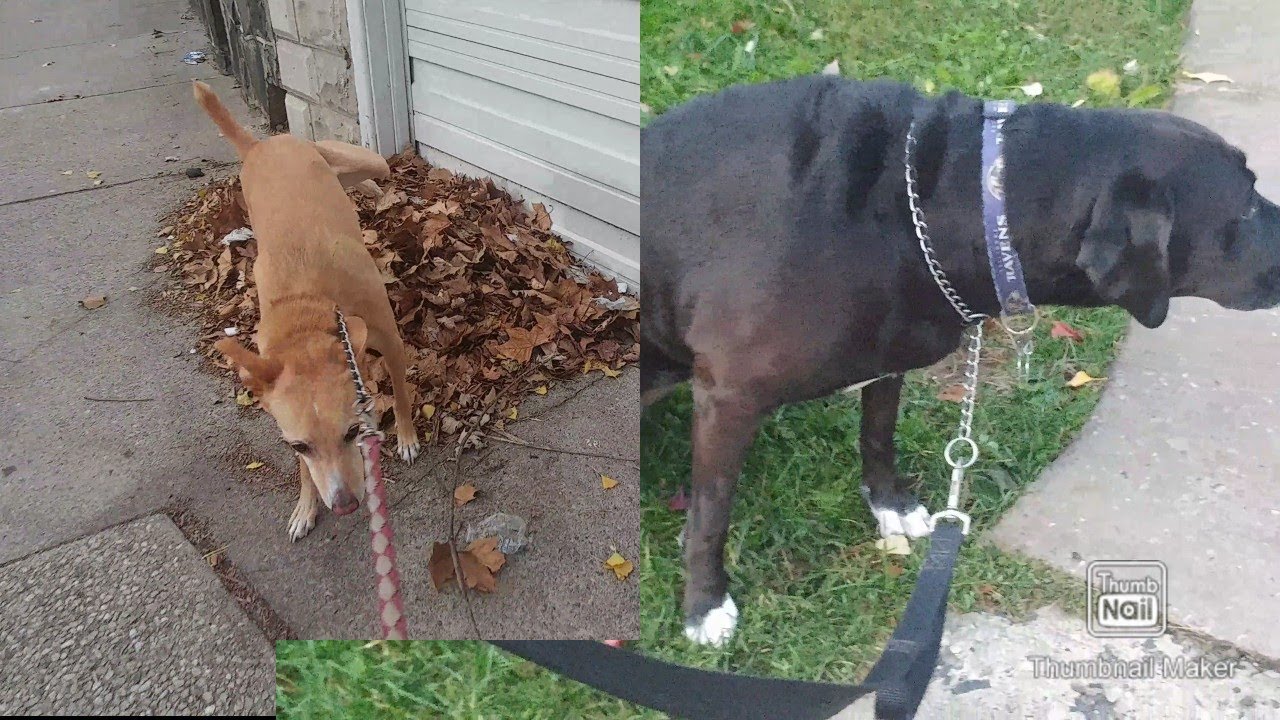 Weekly dogs peeing compilation - YouTube