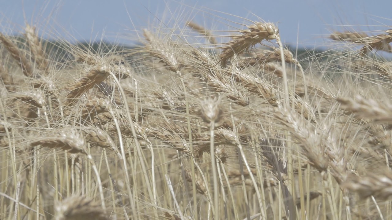 Wheat waving in the wind - YouTube