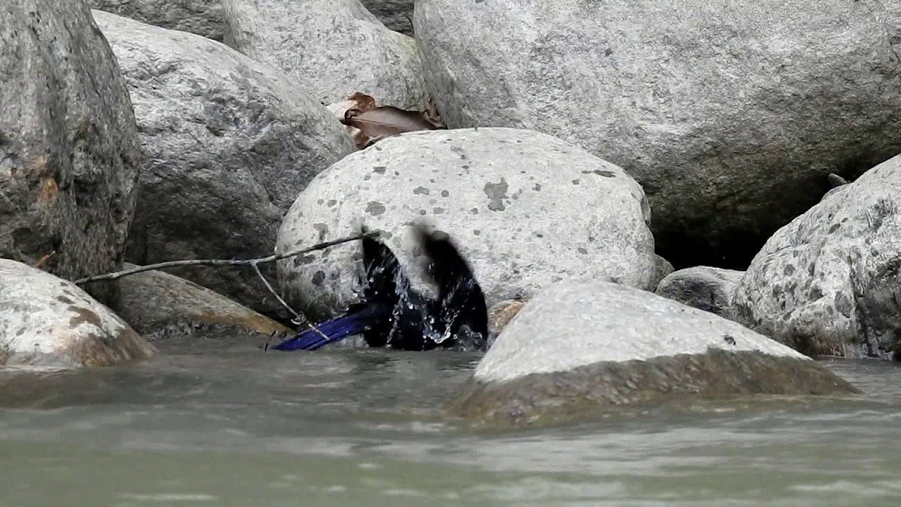 Blue whistling Thrush (Myophonus caeruleus)- Bathing beauty - YouTube