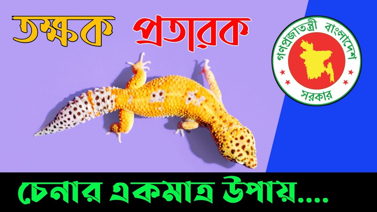 তক্ষক কেনা বেঁচায় সাবধান | Tokkhok Animals | তক্ষক সাপ | Tokkhok ...