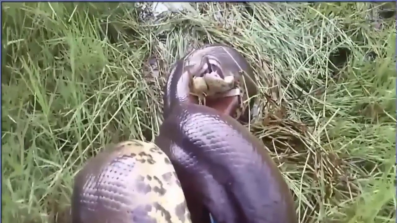 goat getting choked by python saved - YouTube