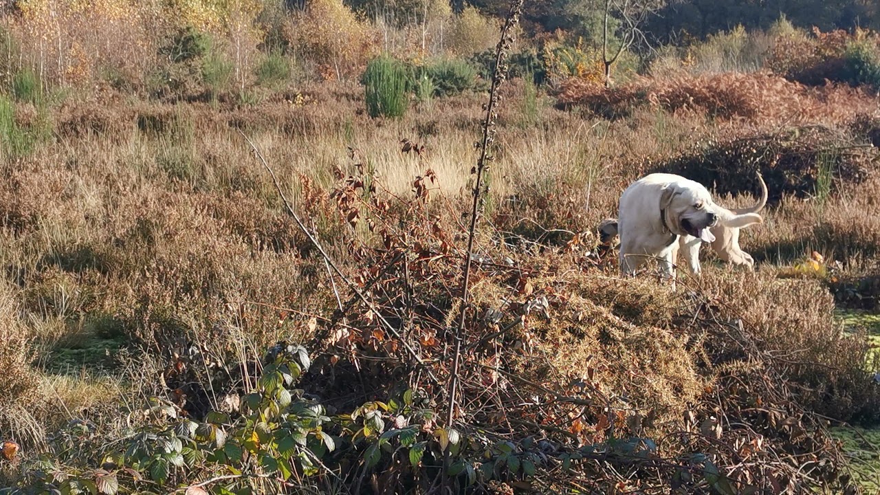 Beautiful morning in the woods with the puppies and big dogs xxx - YouTube