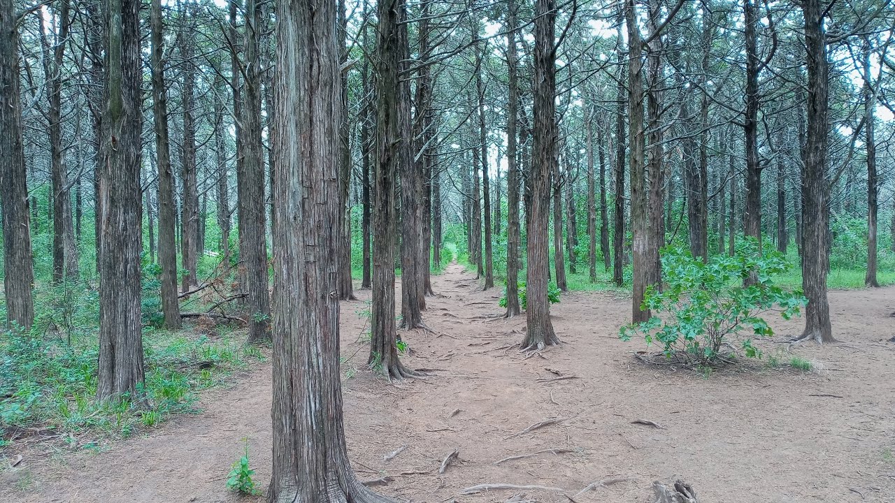 Parallel Forest#Haunted Parallel Forest - YouTube