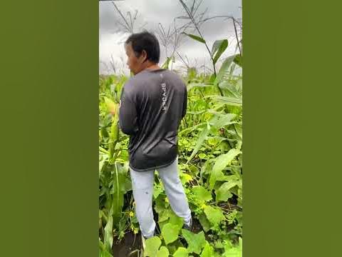 Wb mus teb os pob kws siav lawm os - YouTube