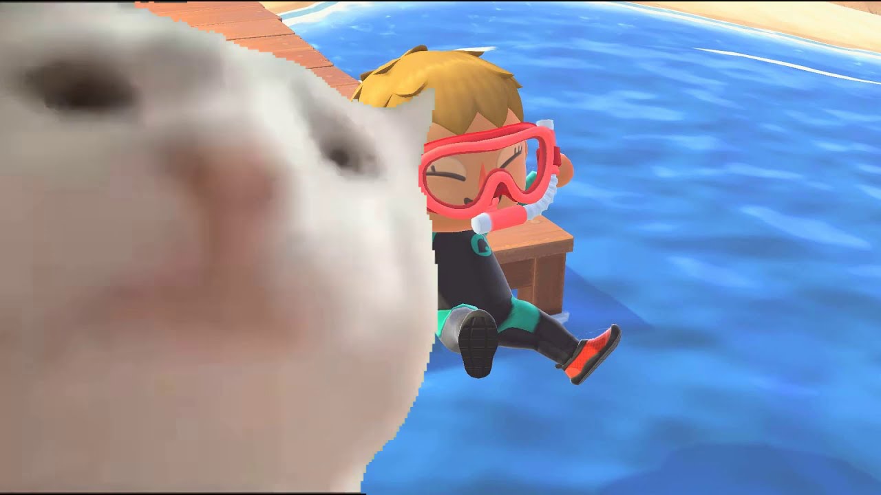 Cat vibing to K.K. Disco [K.K. Slider - Animal Crossing New Horizons ...