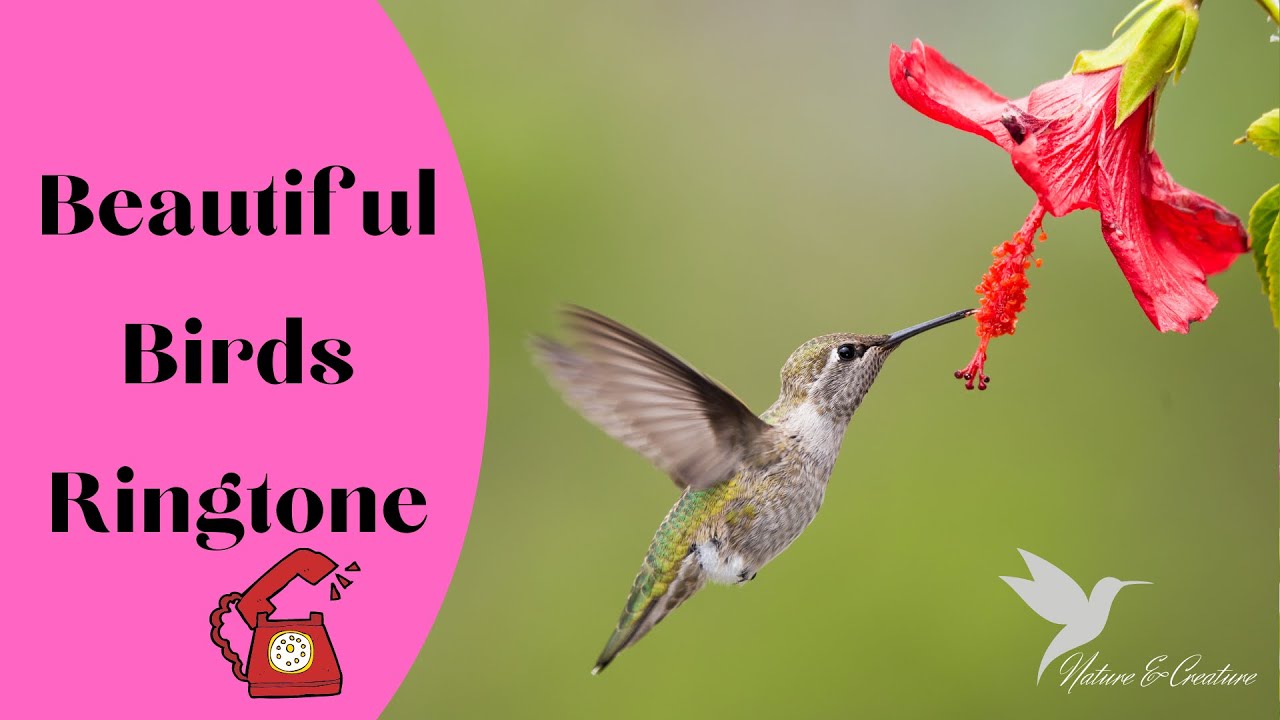 Birds Ringtone || New Ringtones 2021 ||Sweet Voice || All Animals ...