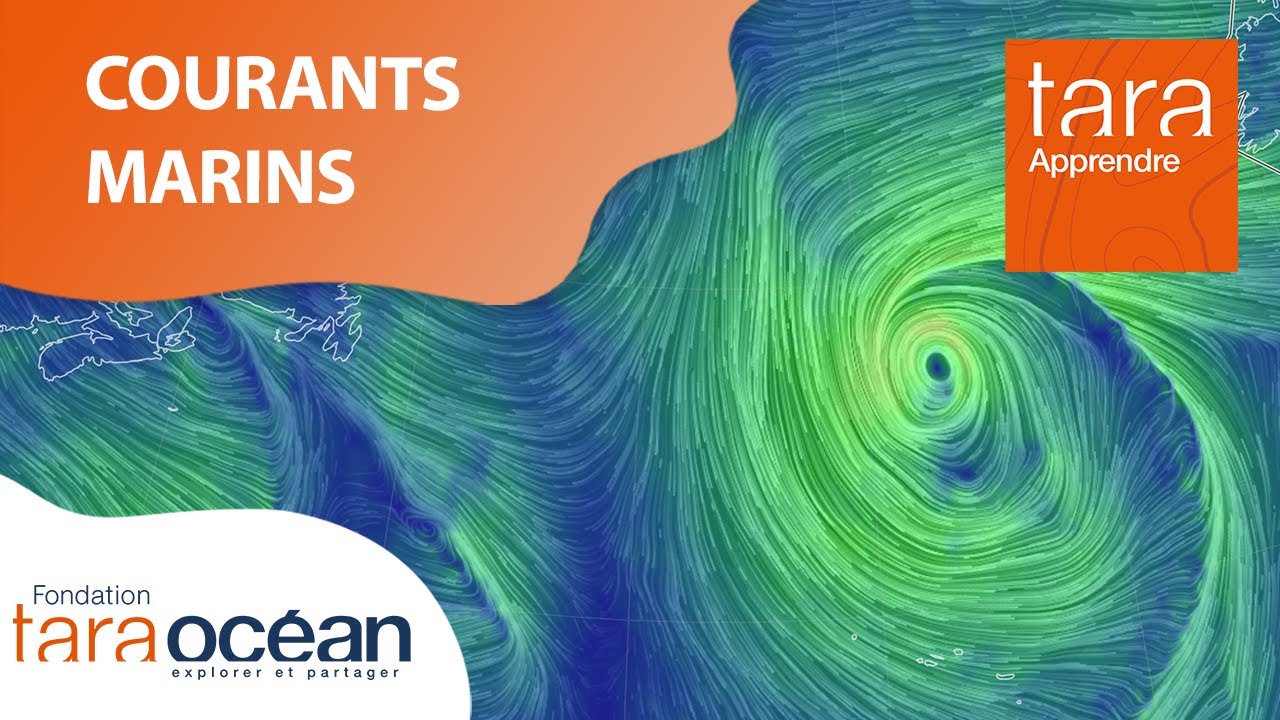 TarApprendre : Que sont les courants marins ? 🤔 - YouTube