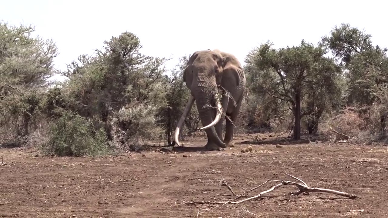 Majestic tusker Tim - YouTube