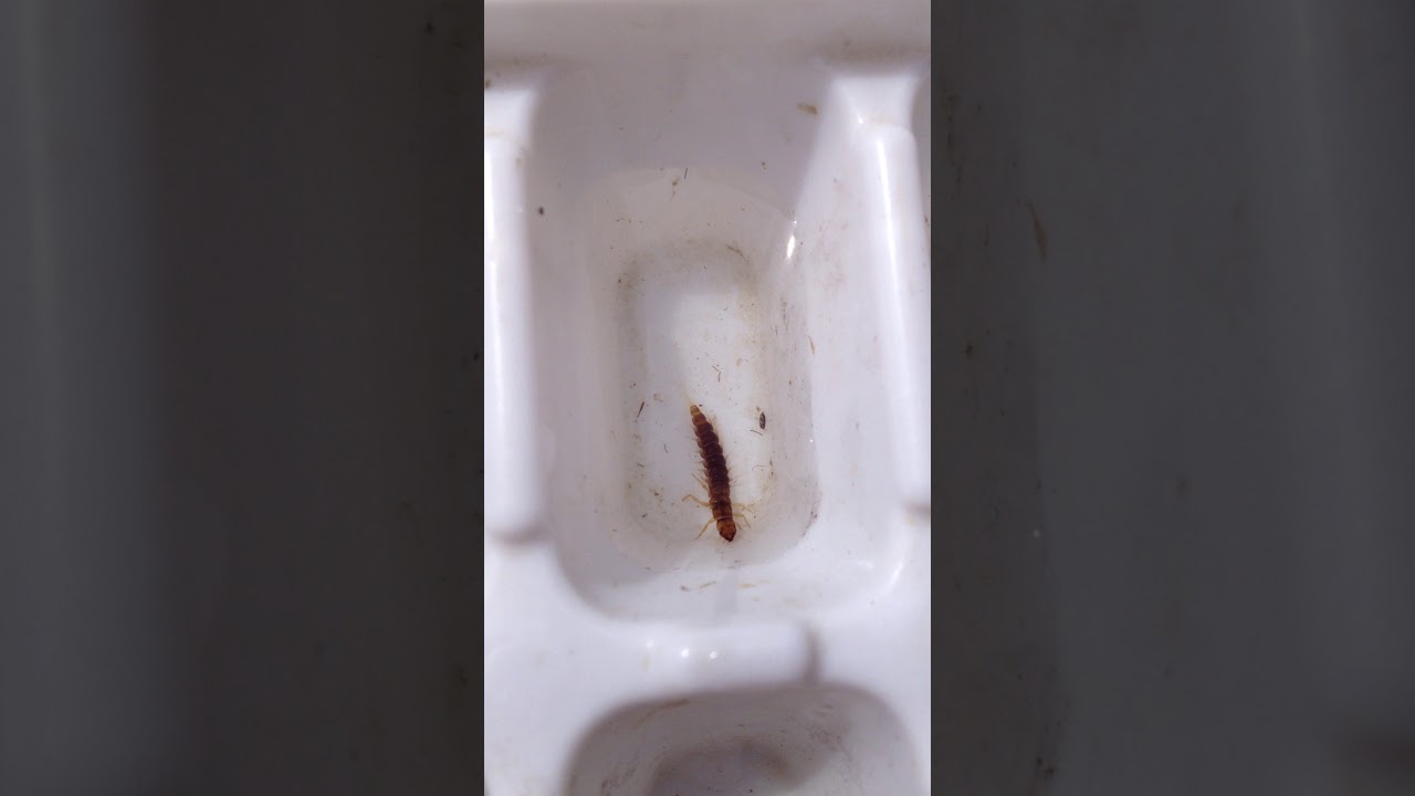 Alderfly larva (Megaloptera) - YouTube