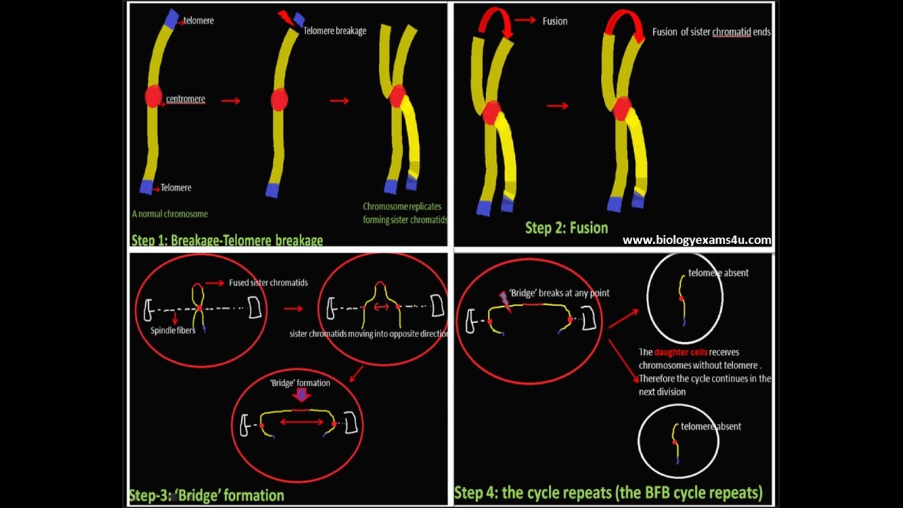 Breakage Fusion Bridge cycle or BFB cycle-Explanation - YouTube