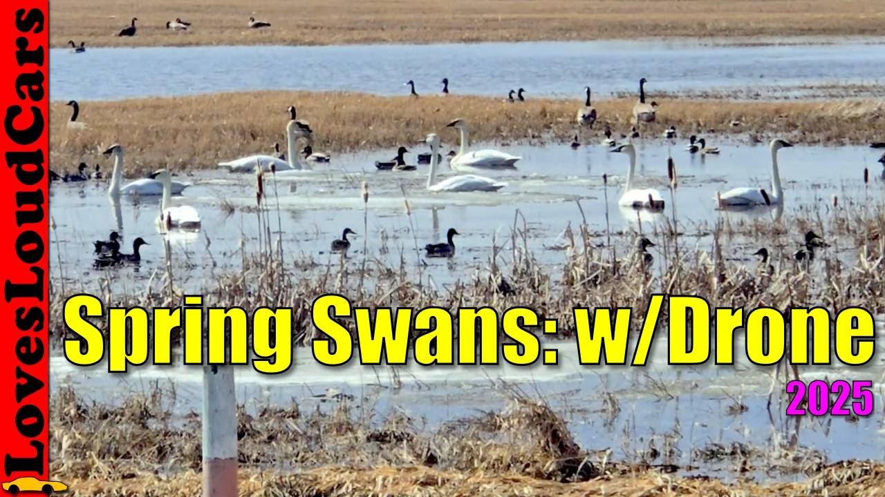 Spring Swans 2025 | DJI Mini Drone footage - YouTube