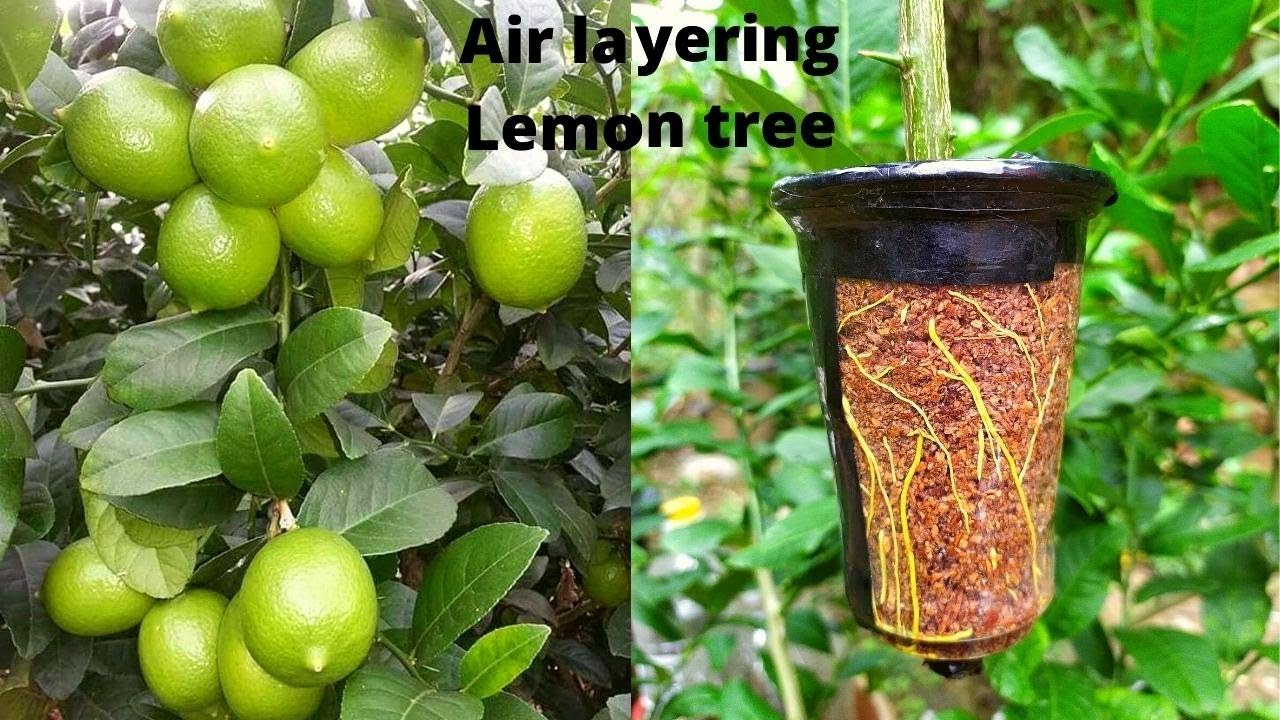 How to Air Layering Lemon Tree || Easy method to grow Lemon tree from ...