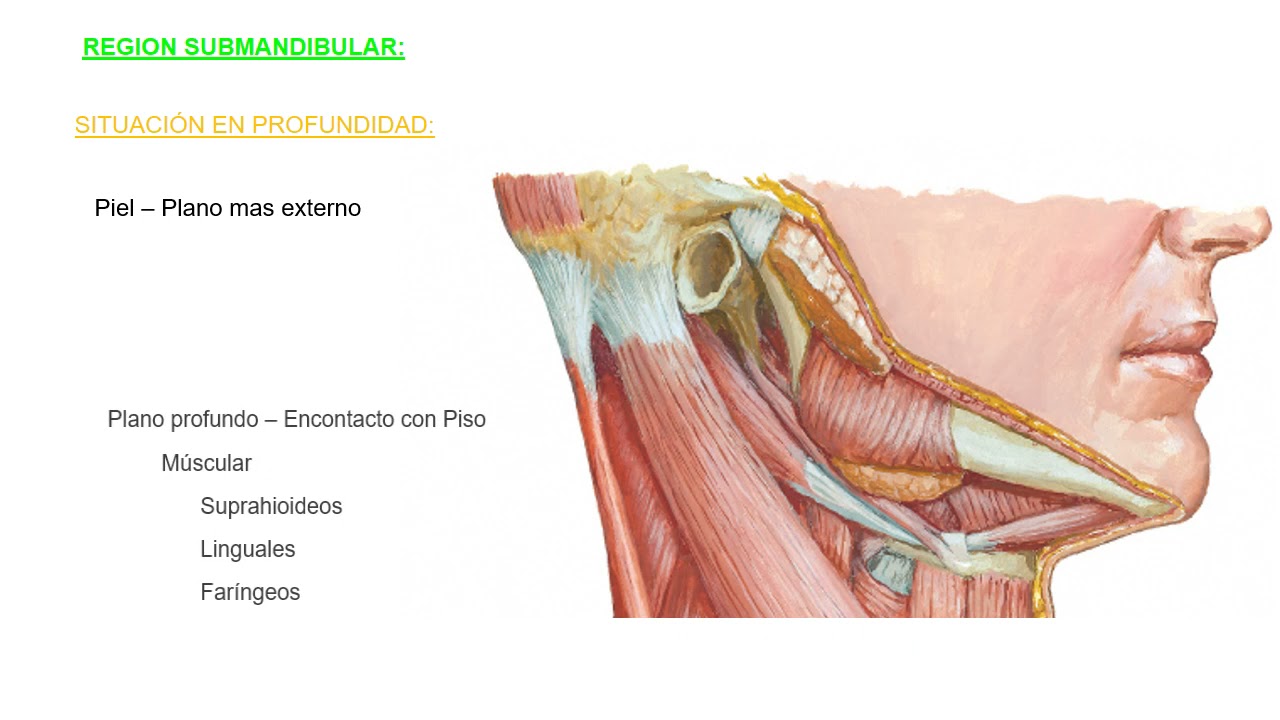 Glándula Submandibular: Ubicación, Función Y Complicaciones – QGEGCG