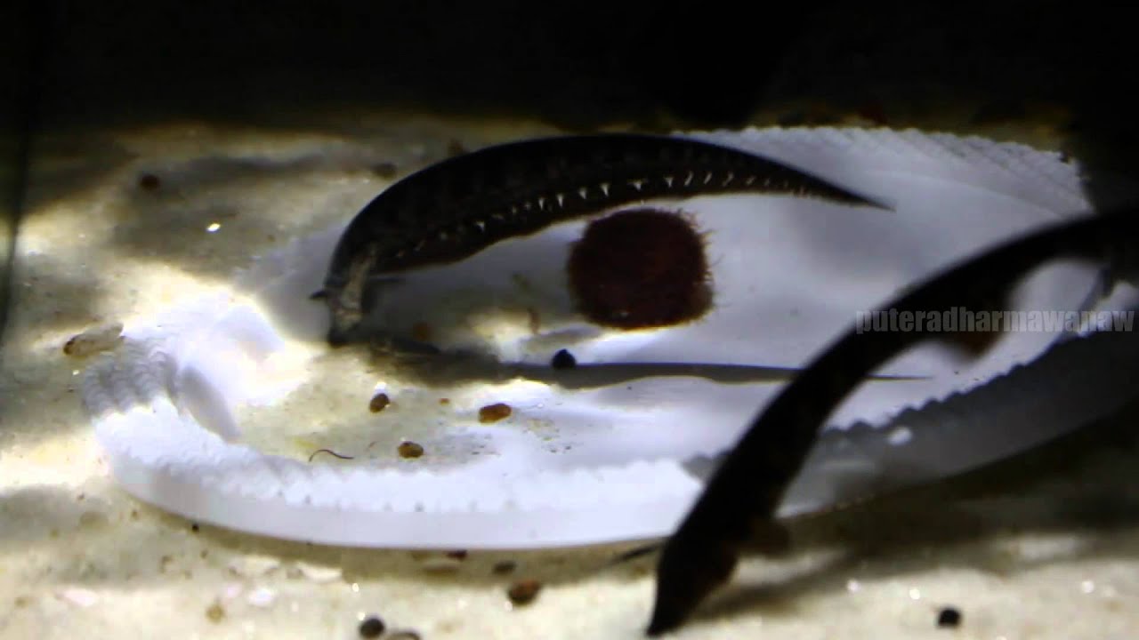 Rhamphichthys Rostratus puteradharmawanaw - YouTube