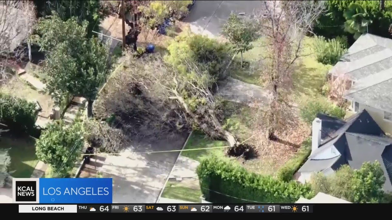 Heavy rain causes number of downed trees throughout Southland - YouTube