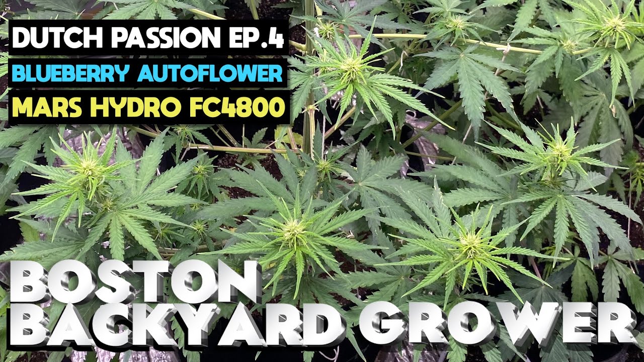How To Grow Autoflower Cannabis Indoor | Mars Hydro FC4800 | Training ...