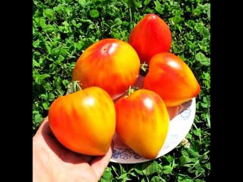 Томат Сердце абрикосовой зебры COEUR DE ZEBRE APRICOT - YouTube