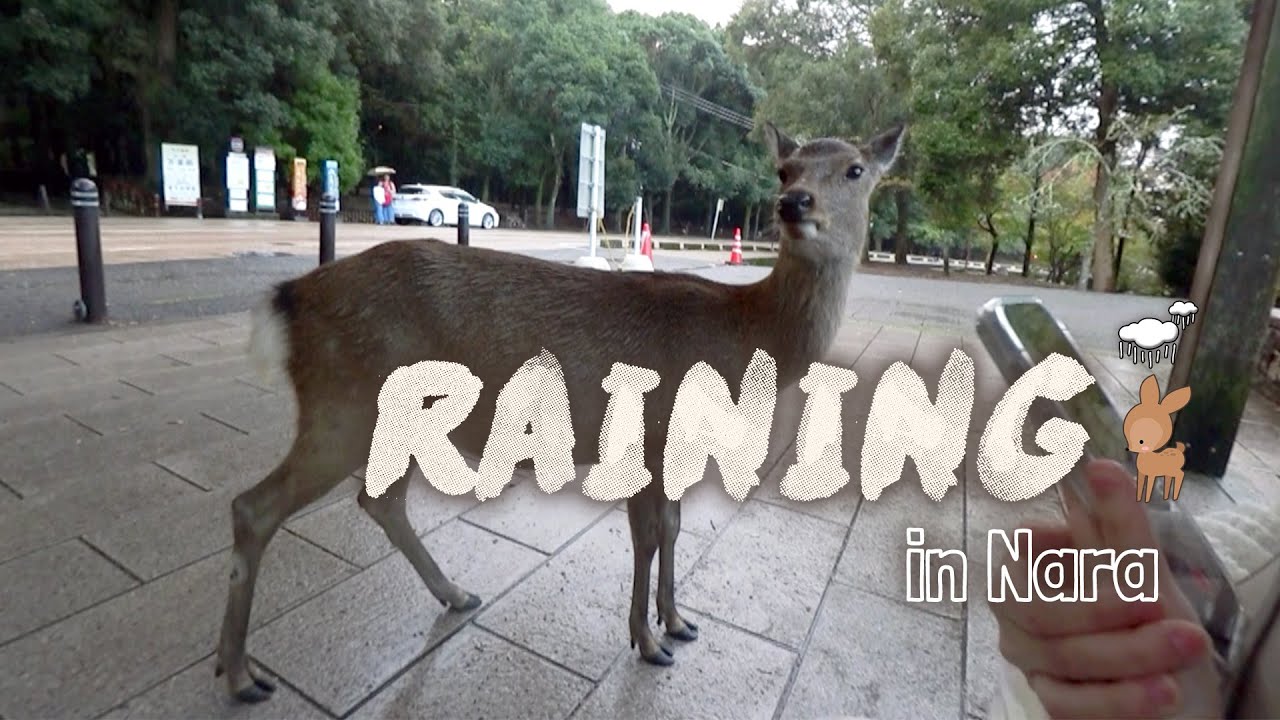 Raining in Nara | Japan Vlog pt.4 - YouTube