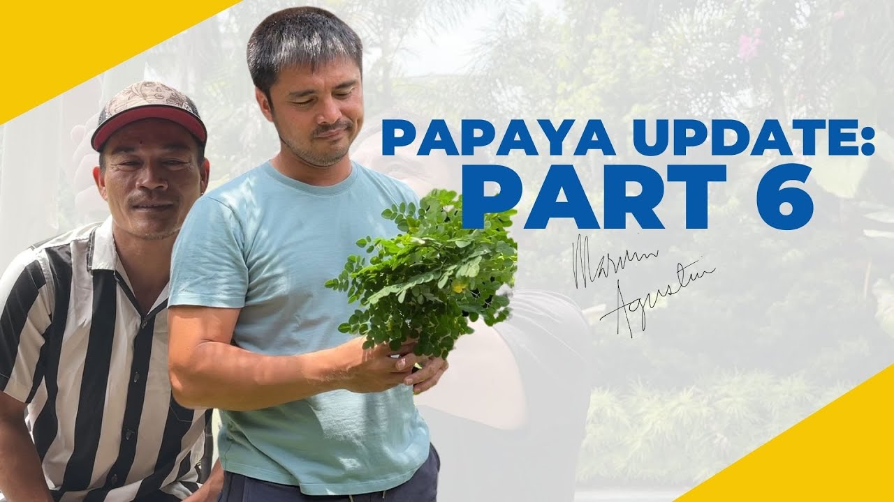 Papaya Update Part 6 - YouTube