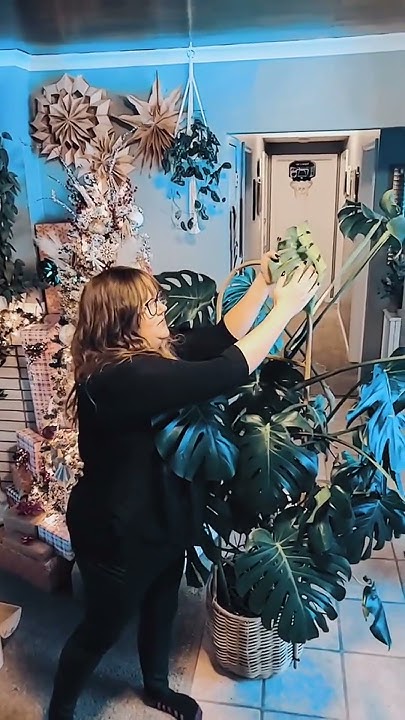 Join the 100-day plant challenge with stunning monstera! #plant - YouTube