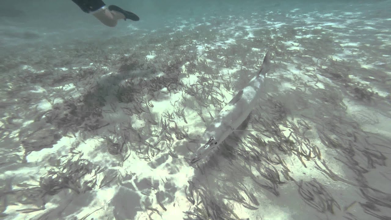 Feeding Barracuda Upclose in Belize - YouTube