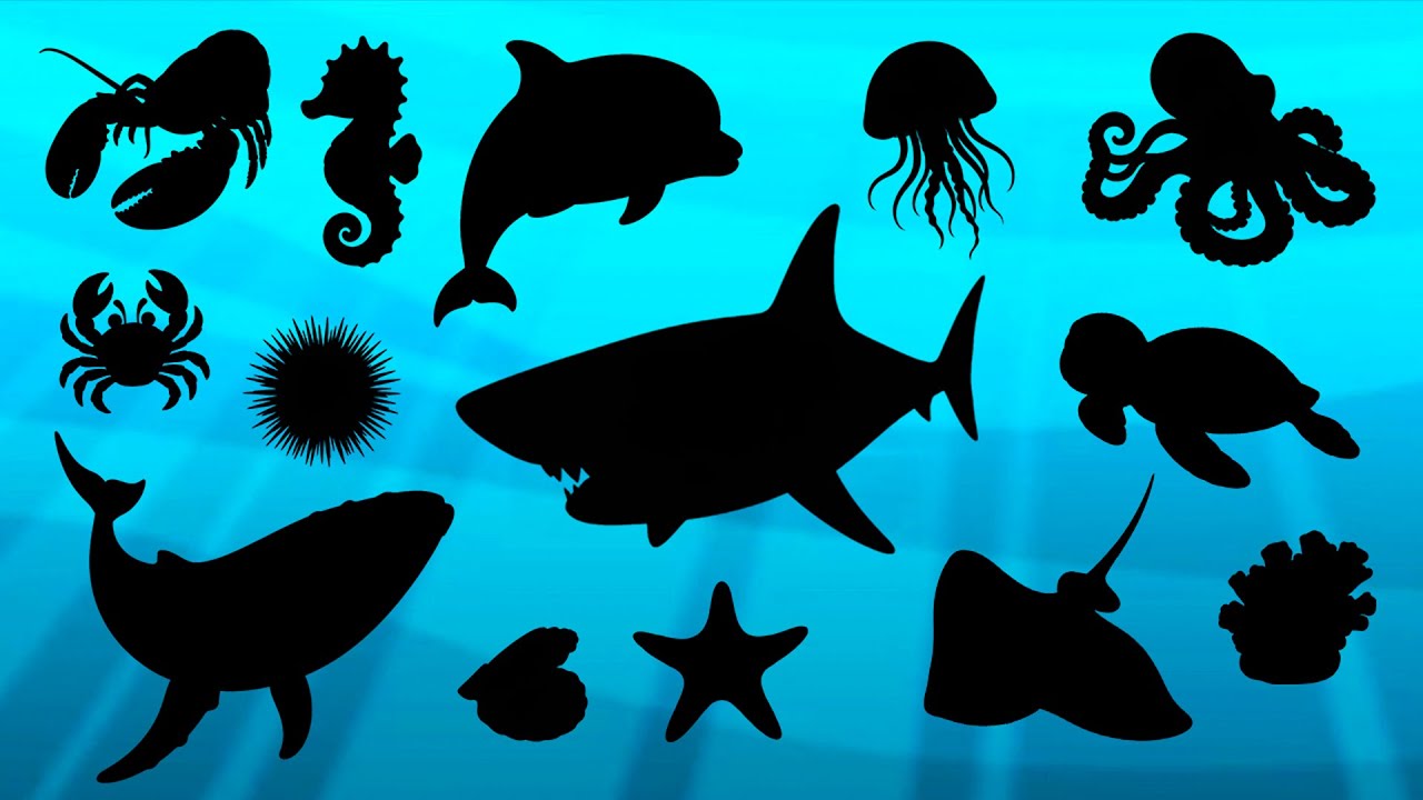 Can You Guess the Sea Animal Shadows? 🦈🐠🐳 Animals Knowledge Trivia Quiz ...