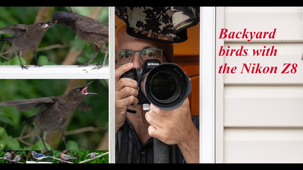 Backyard birds with the Nikon Z8 - YouTube