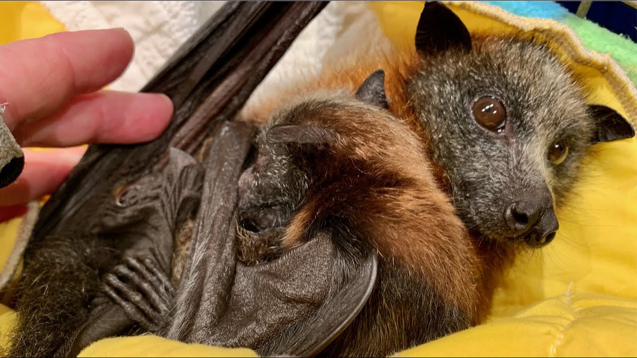 Rescuing and releasing a mum & baby flying-foxes: Artemis & Aoife - YouTube