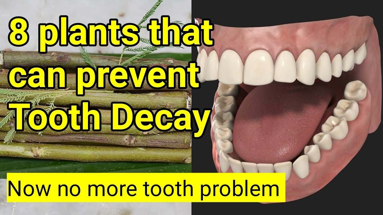8 plants that can prevent Tooth Decay | Make your teeth stronger and ...