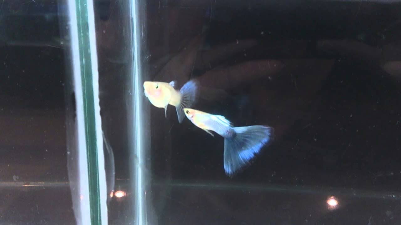 Fan tặng JAPAN BLUE TAIL GUPPY | Rất cám ơn bạn | Guppy Diary #89 - YouTube
