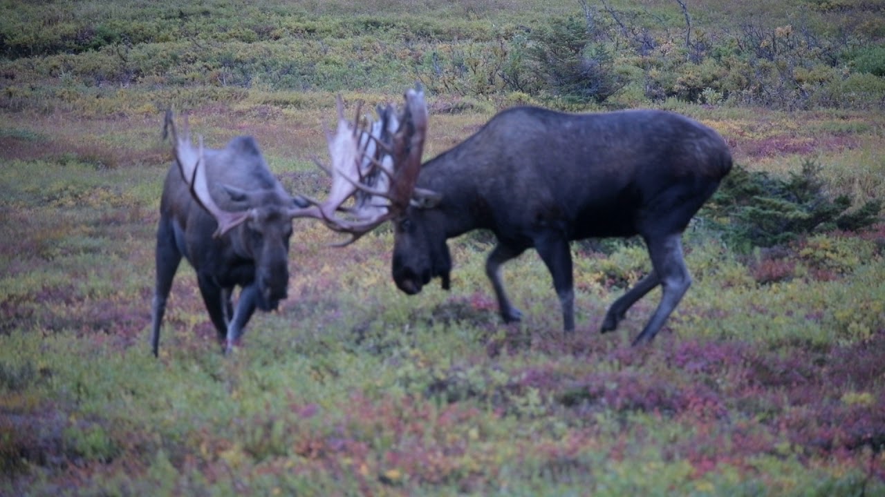 Sparring Bull Moose in Alaska - YouTube