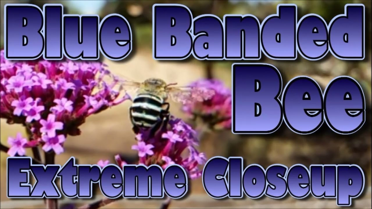 Blue Banded Bee Extreme Closeup - YouTube