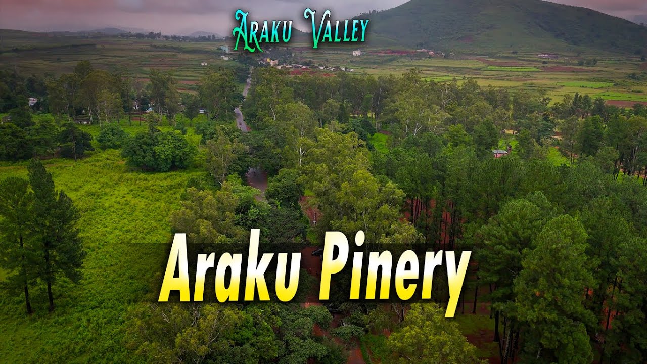 Araku Pinery | Arakuvalley | Pine Forests of Andhra Pradesh | Araku ...